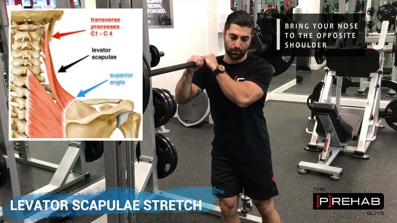 Stretches For Neck Muscles - [P]rehab