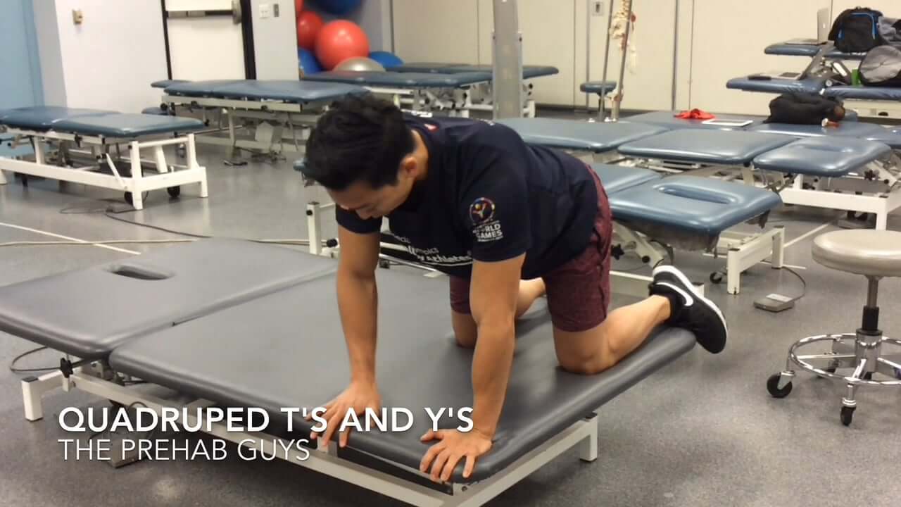 Quadruped Ts and Ys - [𝗣]𝗥𝗲𝗵𝗮𝗯